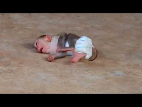 Baby Monkey Crying