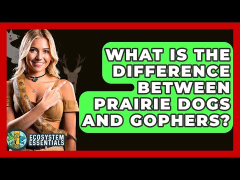 What Is The Difference Between Prairie Dogs And Gophers? - Ecosystem Essentials