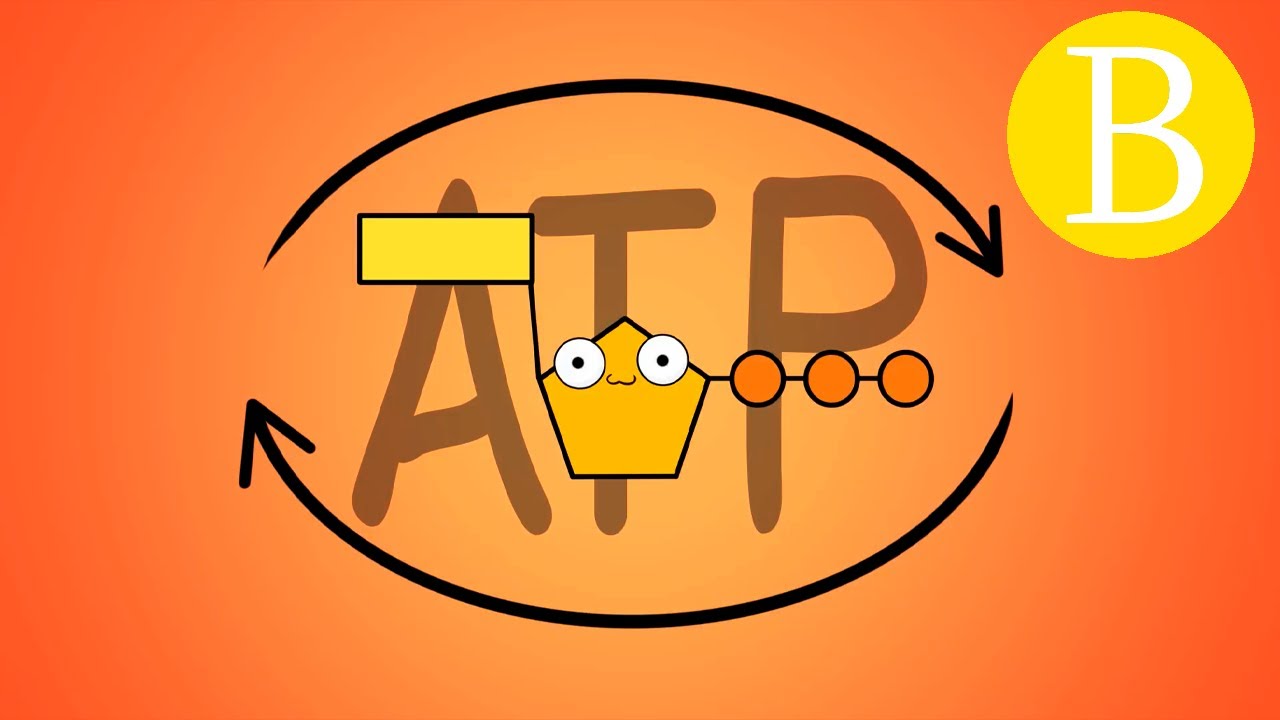 🔥 ¿Qué es el ATP? - Adenosín trifosfato | Biología Desde Cero