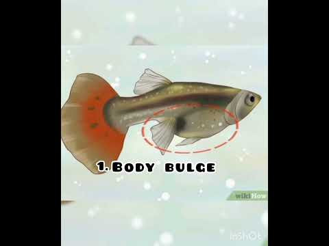 #symptoms of guppy giving birth time #subscribe for more videos and like my video to support me