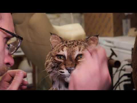 Bobcat Taxidermy Part2 Assembly