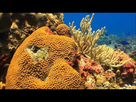 EEE 250 Coral Reef Resilience