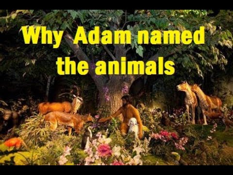 Why Adam Named the Animals: a Jewish commentary