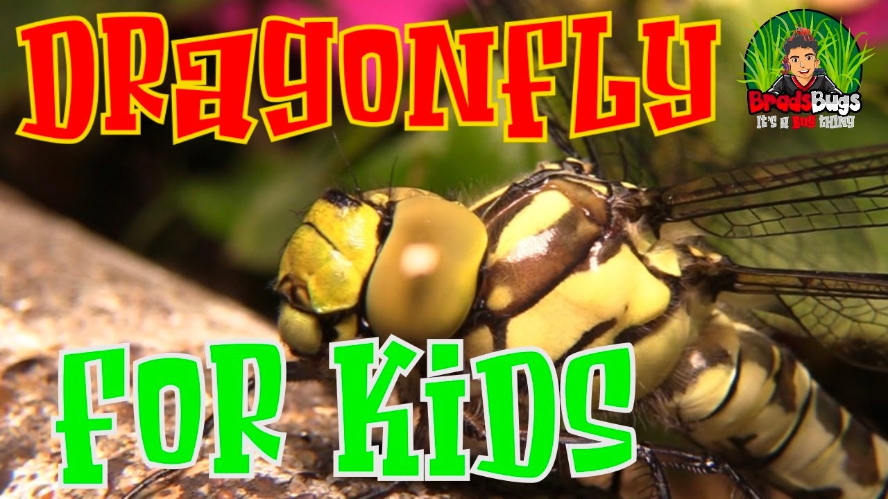 kids dragonfly educational film