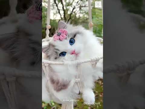 So cute Cat πππ#gif #cat