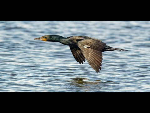 Cormorant Slow Motion Montage With The Nikon Z9 & Sigma 500mm F4 Sports