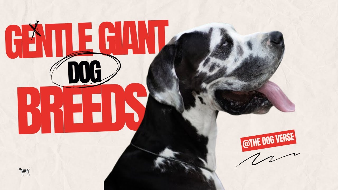 Top 10 Gentle Giant Dog Breeds | Embracing the Big Hearts and Soft Souls of Canine Giants!