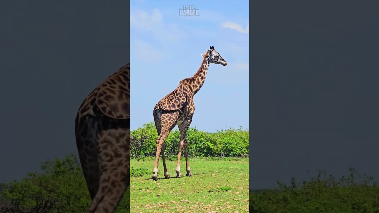 Maasai Giraffe Walking | #Wildlife #Safari