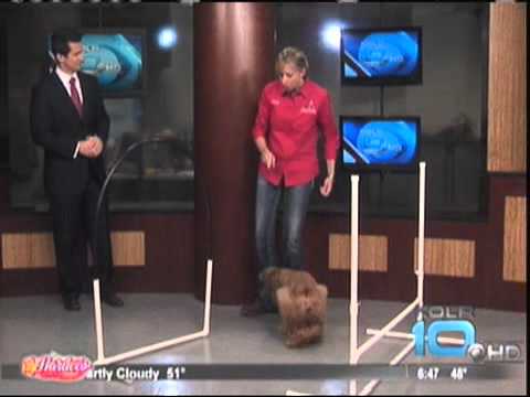 Side Kick Dog Training presents: Indoor Agility