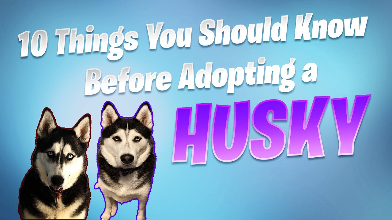 10 Things You Should Know BEFORE Adopting a Siberian Husky