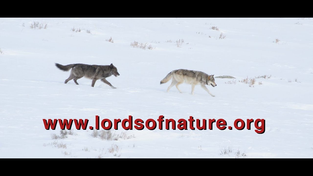 The Vital Role of Predators in Ecosystem Health: Lessons from ...