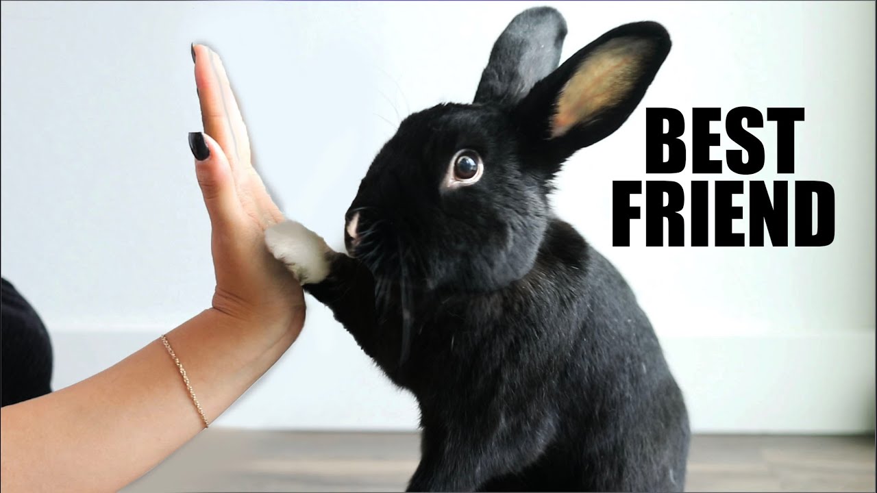 How to Get Your Rabbit to Like You
