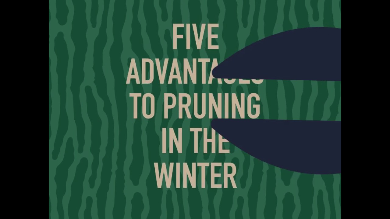 Five Advantages to Pruning in the Winter