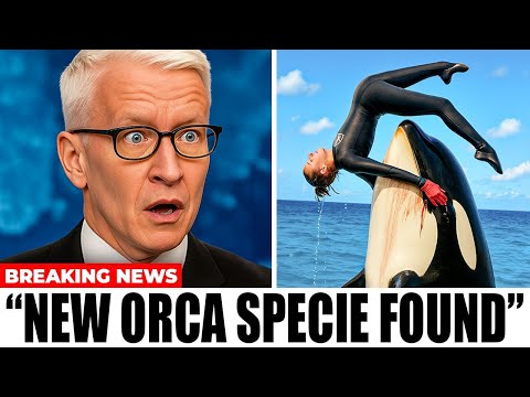A Terrifying New Killer Whale Species Was Just Found… And What They Discovered Will SHOCK You!
