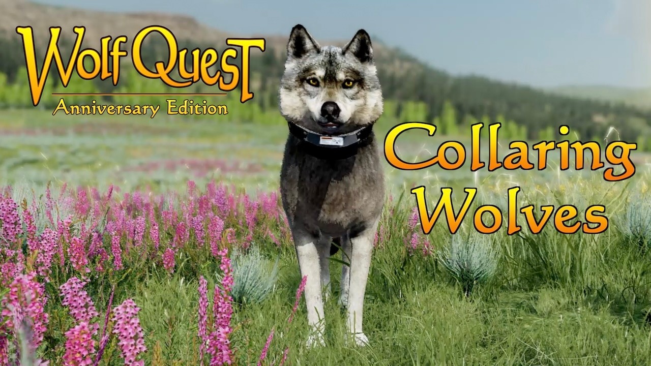Collaring Wolves
