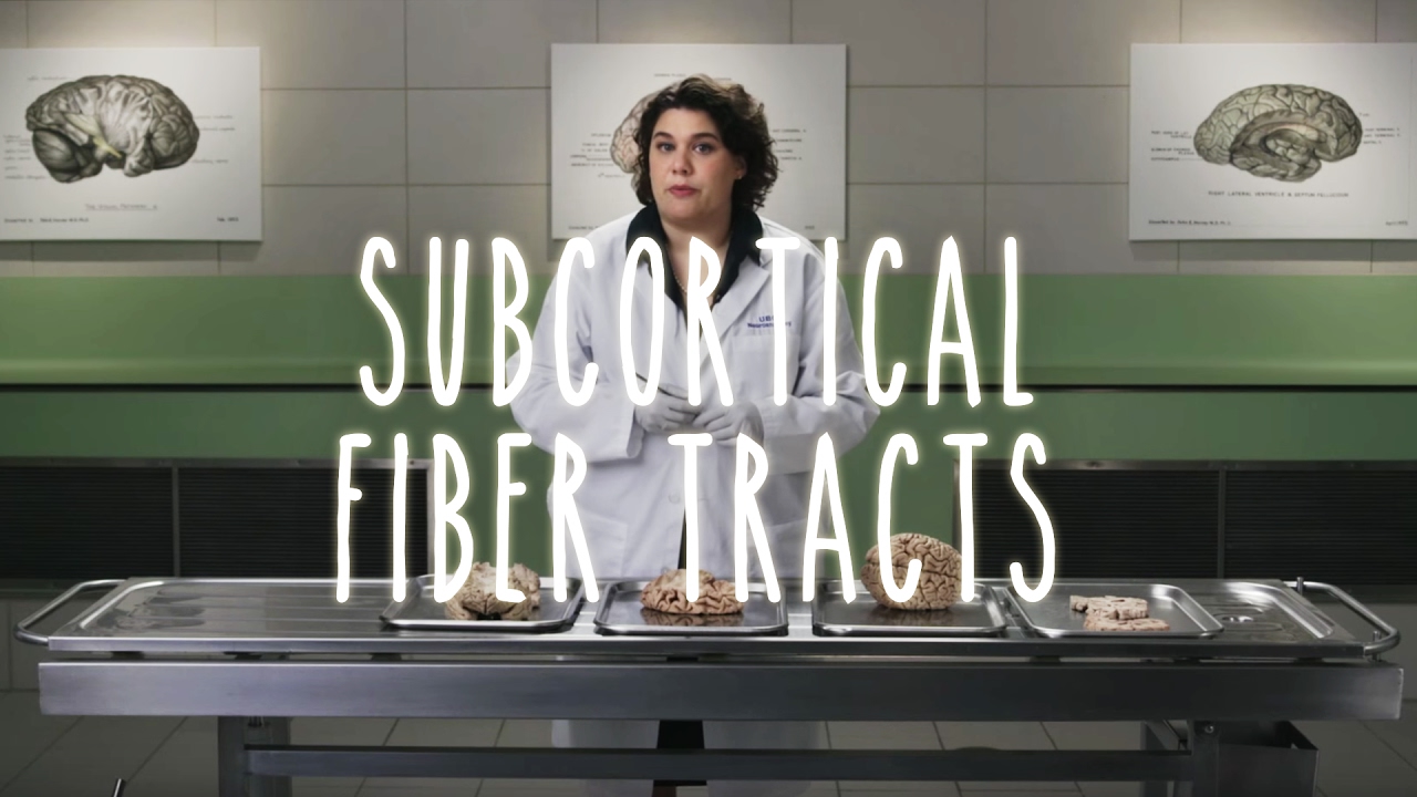 Neuroanatomy S1 E5: Subcortical Fiber Tracts #neuroanatomy #ubcmedicine