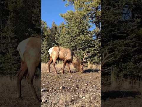 Elks in the wild