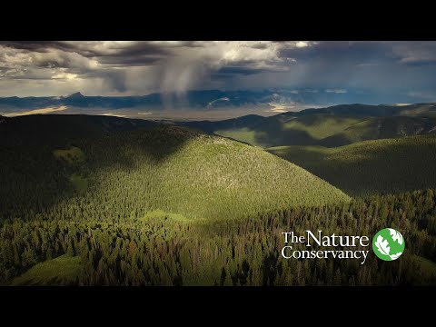 Conservation Media® - Forest Transfer Project for The Nature Conservancy
