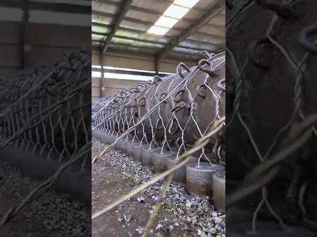 Welded Wire Mesh - Concertina Razor Coil Manufacturer from Raipur