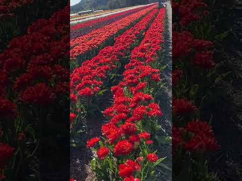 Lakeland Flowers #Abbotsford #BC  #Canada