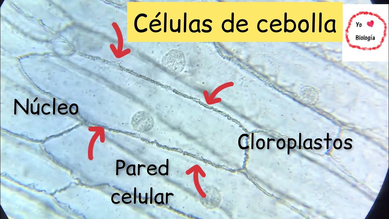 Células de cebolla al microscopio-@BiologíayEcología  #biologíaenunminuto