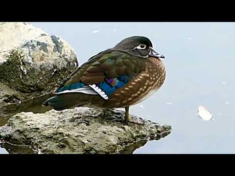 The female wood duck is stunningly lovely!!