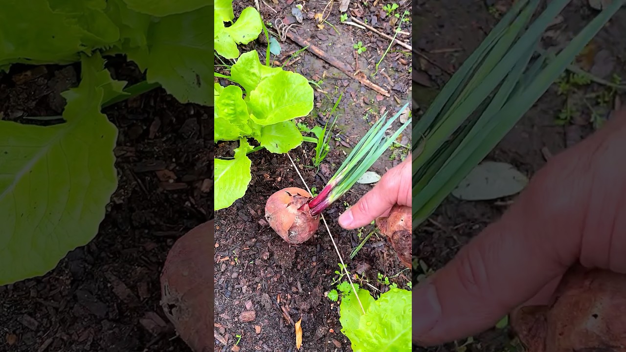 DO NOT Throw Old Onions - for the GARDEN