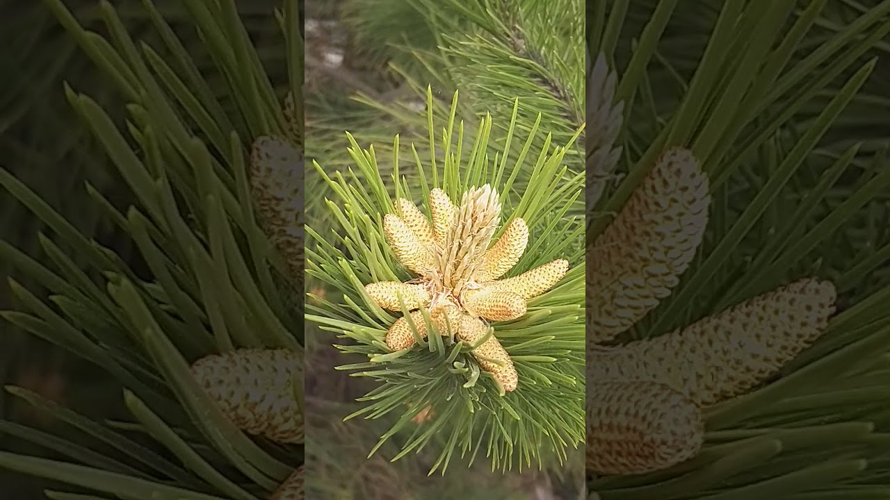 Pinus Nigra