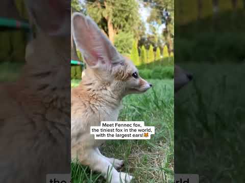 Fennec Fox Cute Sounds #shorts #animallover #fennecfox #fox #wildlifeanimals #cuteanimals