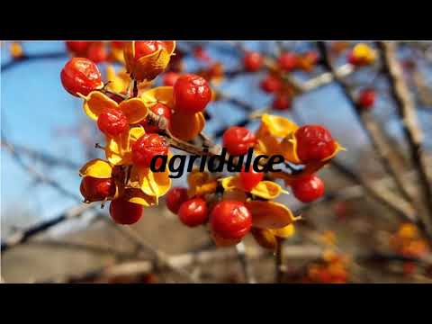 How to say bittersweet in Spanish? agridulce