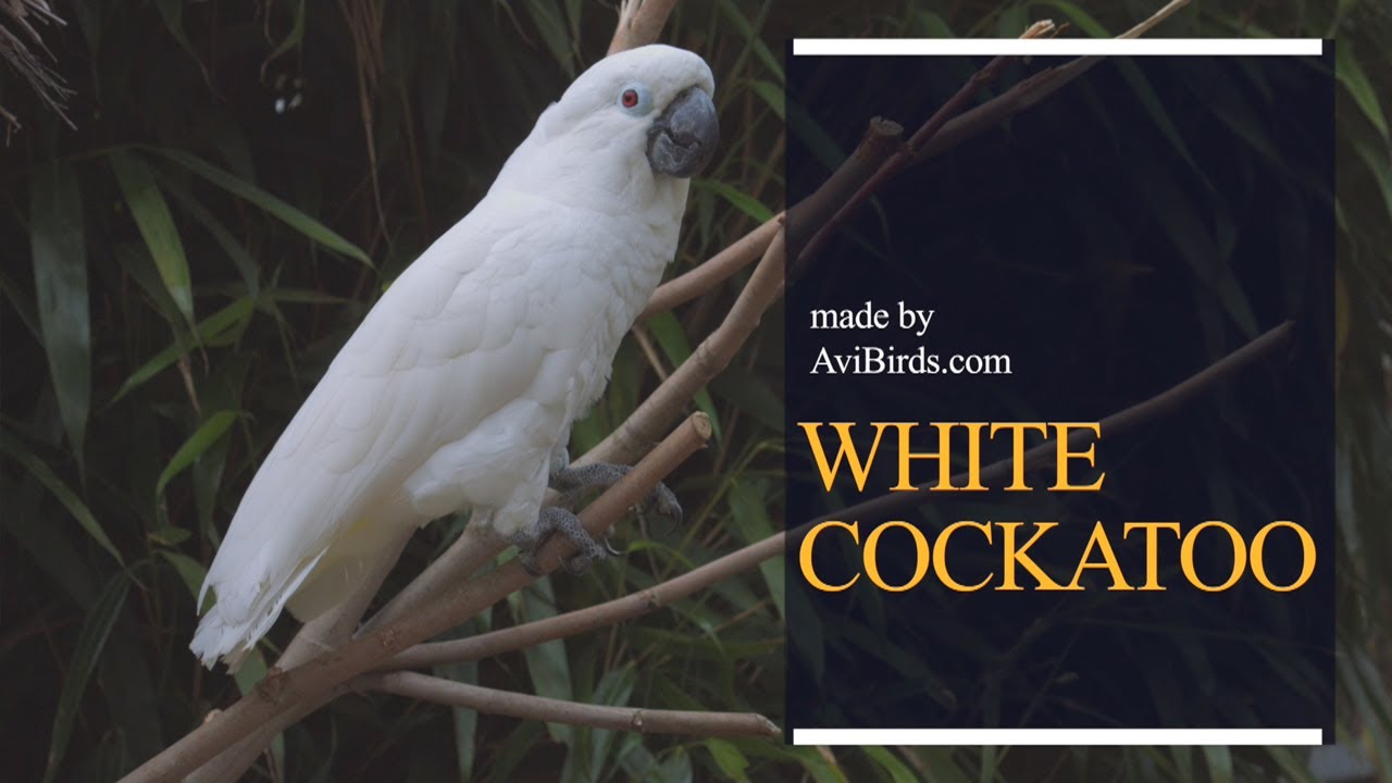 White Cockatoo / Umbrella cockatoo [Cacatua Alba]