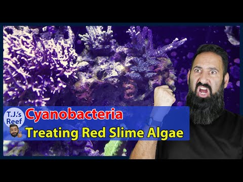 Fighting Cyano - Treating Red Slime Algae in the Reef Aquarium