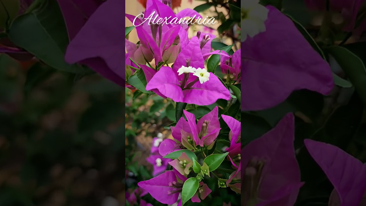 Alexandria Bougainville #shortvideo #bougainvillea