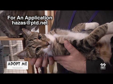 SSPTV News - Hazleton Animal Shelter "Adopt Me" Week Of Aug. 29th, 2022