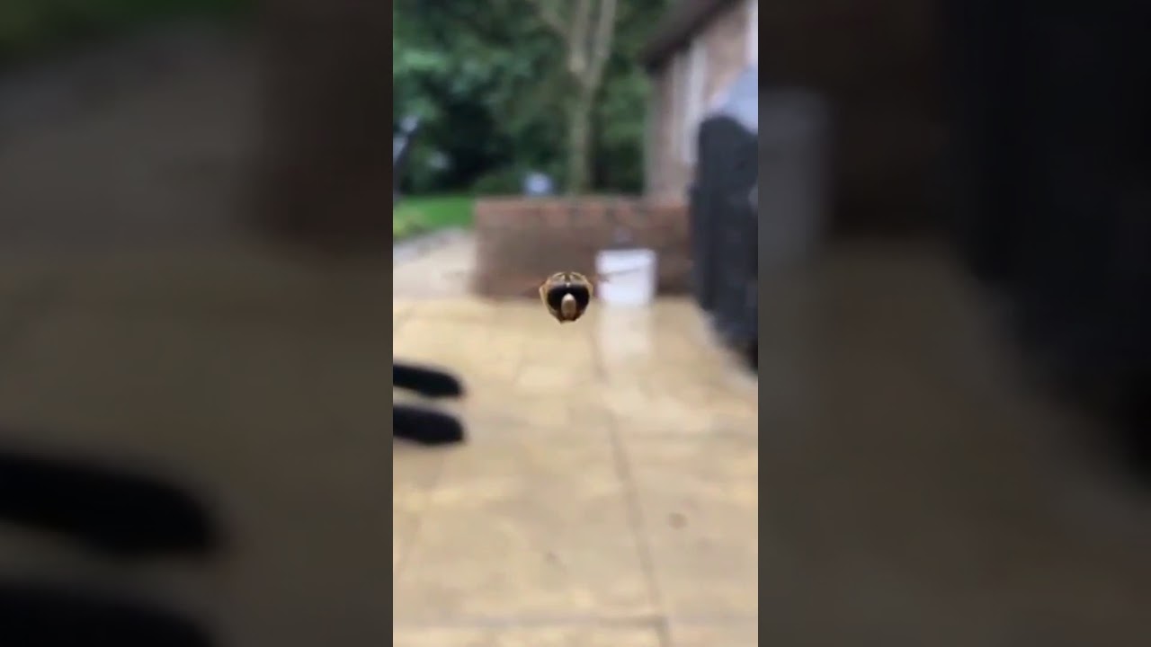 Bee Attack | Hoverfly