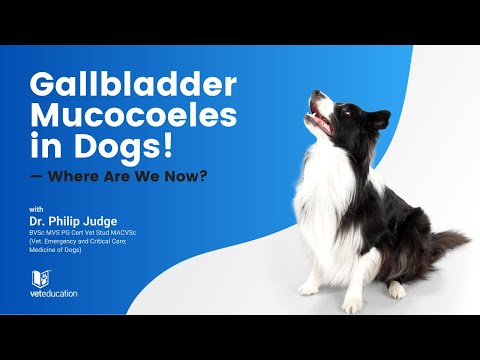Gallbladder Mucocele in Dogs: Signs, Causes and Treatment