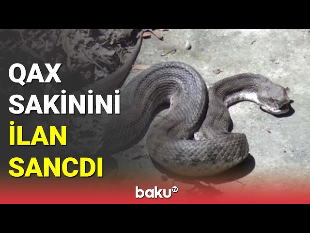Qaxda su hovuzunu təmizləyən kişini ilan sancıb - ViDEO - Oxu.az