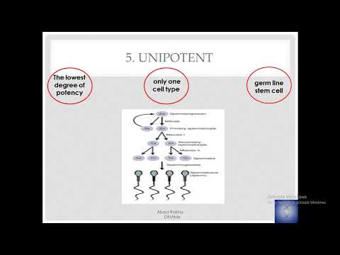 stem cells: potency, types and applications