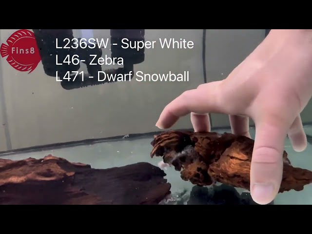 Super white L236 SW, Zebra Pleco L46, L471, and rare plecos | Fish for ...