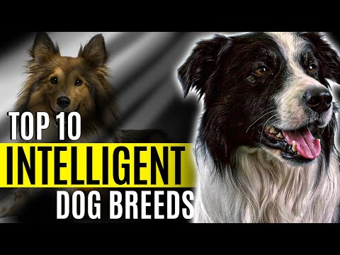 Top 10 Intelligent Dog Breeds in 2022
