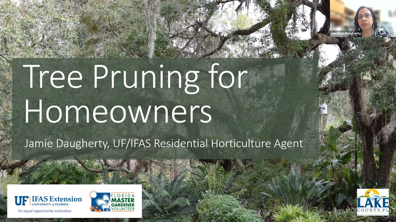 Tree Pruning for Homeowners