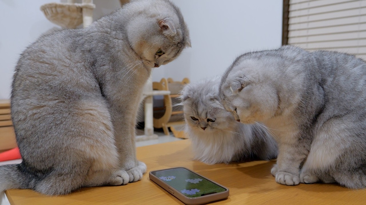 These digital-age kittens are obsessed with smartphones.