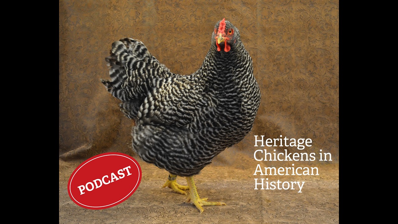 Celebrating 250: Heritage Herds and Flocks - Chickens