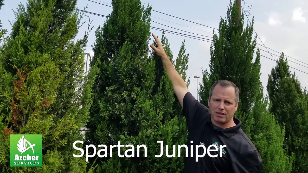 Spartan Juniper - Archer Services