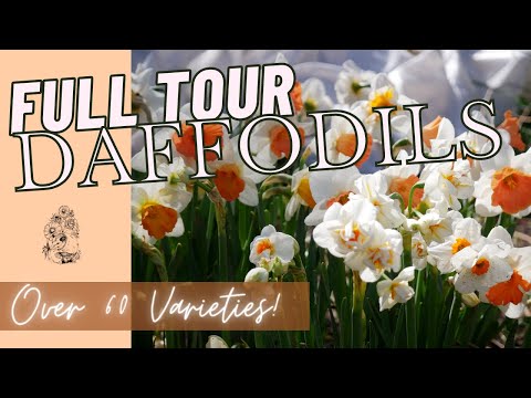 FULL TOUR: 2022 DAFFODIL GARDEN TOUR - 60+ VARIETIES OF NARCISSUS