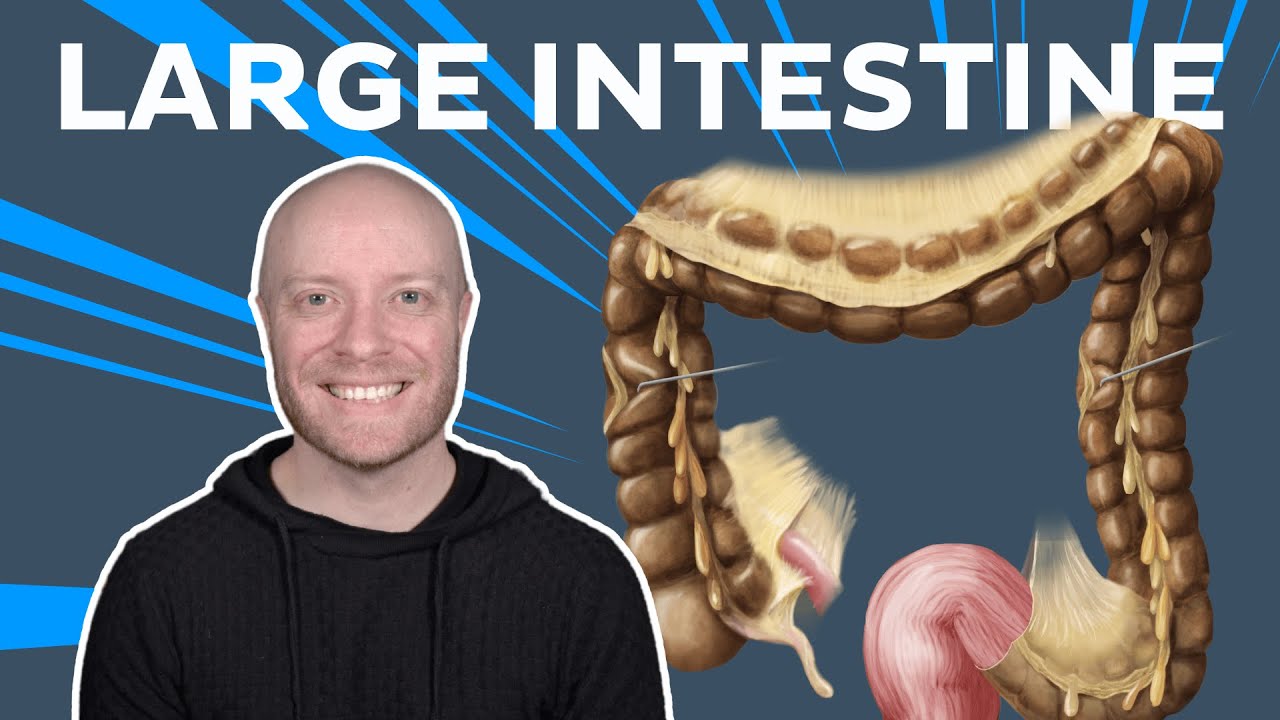 Anatomy of the large intestine | Kenhub