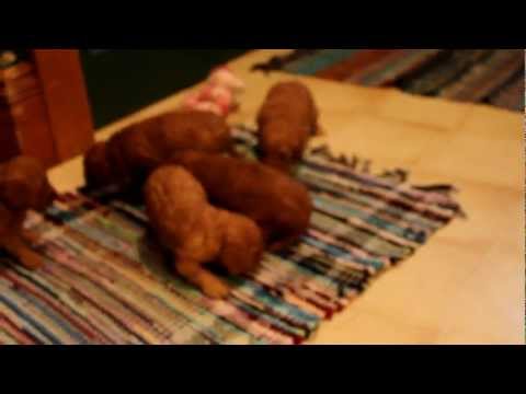 Red Australian Labradoodle puppies @ 3.5 weeks.