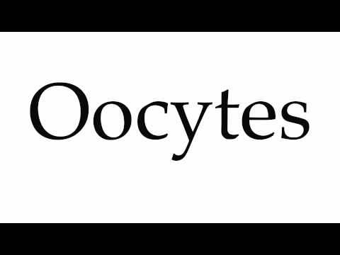 How to Pronounce Oocytes