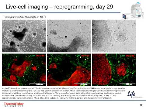 Antibody-based tools and protocols for characterization of pluripotent stem cells