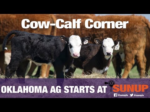 Cow-Calf Corner - Stages of Calving (1/11/20)